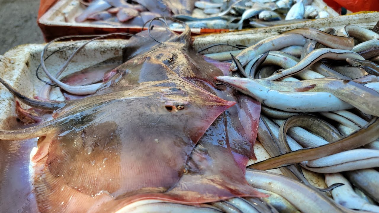 HAINAN FISH MARKET PART 2 #livinginchina #china #chongqing #hainan ...