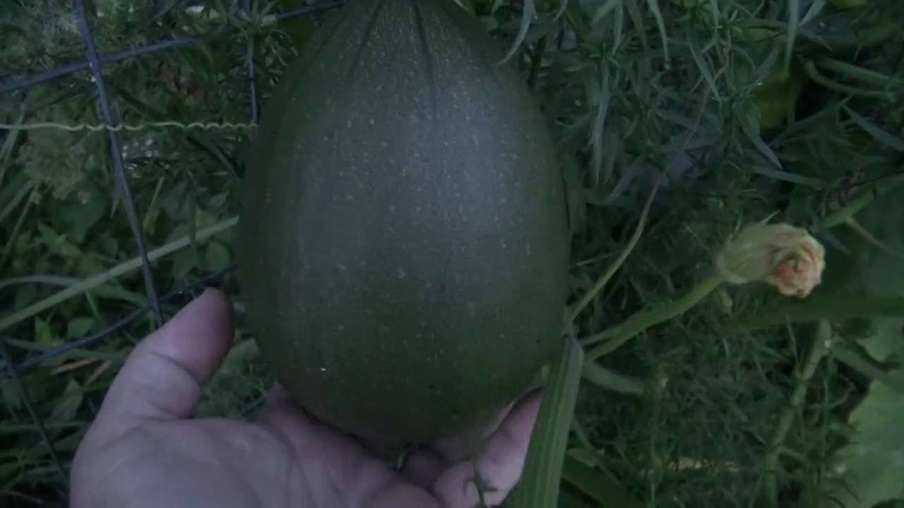 What is this? IDENTIFIED Tatuma AkA Tatume VOLUNTEER #vine - YouTube