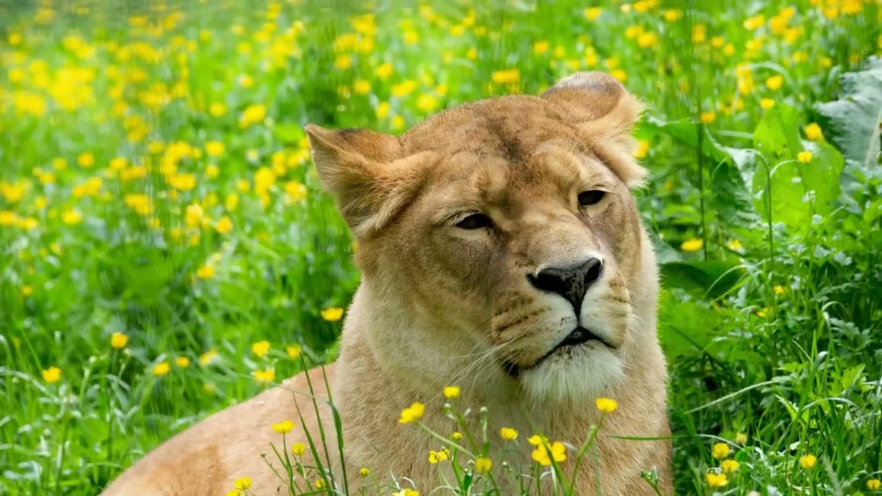 AMAZING LIONS - YouTube