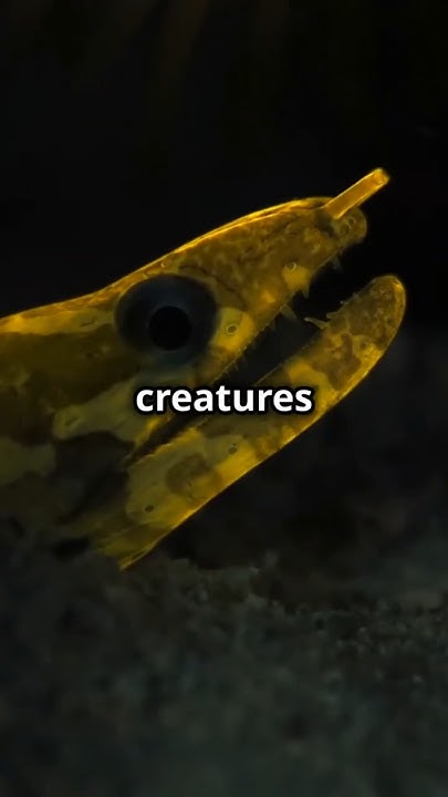 What Secrets Lurk in the DEEPEST Part of the Ocean? #amazingfacts #naturecuriosities #facts ...