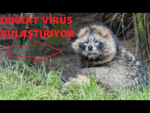 RAKUN KÖPEĞİ NEDİR?/ CORONA VİRÜS BULAŞTIRIR MI?
