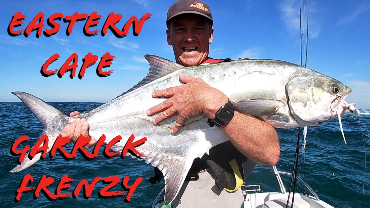 Eastern Cape Garrick (Leervis) frenzy. The Leeries are back and feeding ...