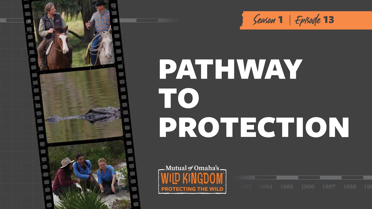 Pathway to Protection Clip | Mutual of Omaha's Wild Kingdom Protecting ...