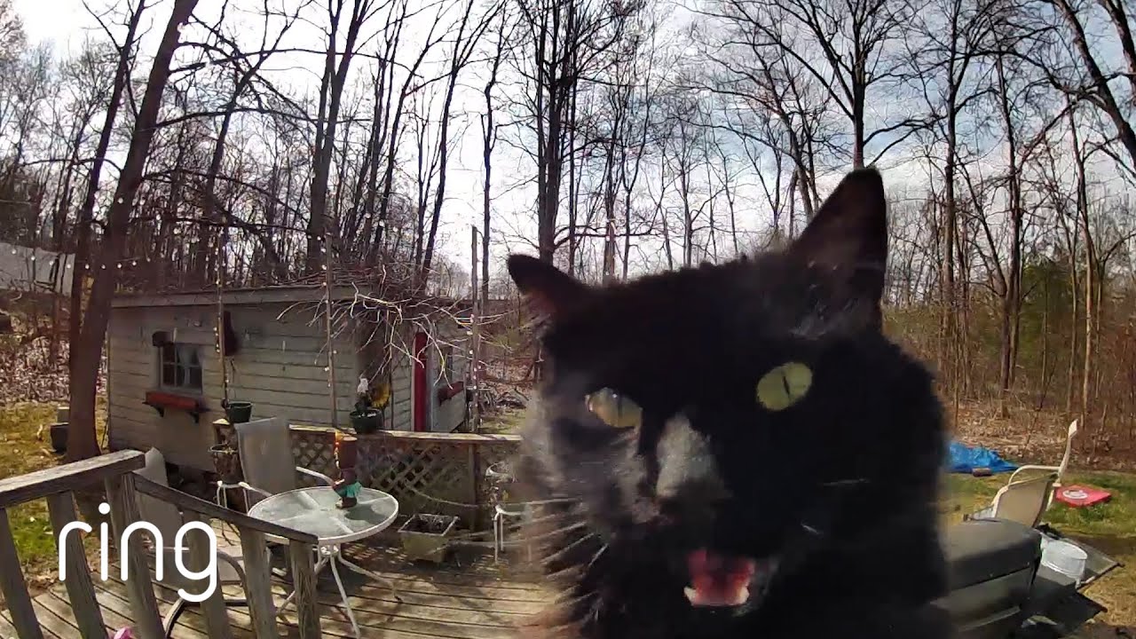 When a Stray Cat Comes to a House Looking for Food | RingTV - YouTube