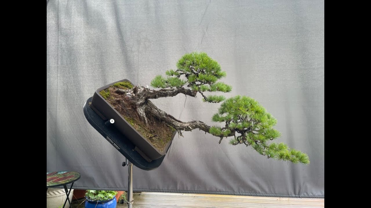 Twin Trunk White Pine Styling - YouTube