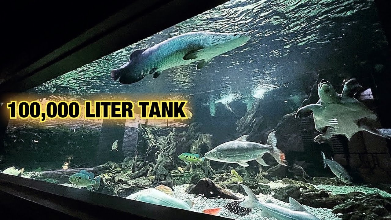 ALL MY *EXTREMELY RARE* MONSTER FISH IN ONE VIDEO - YouTube