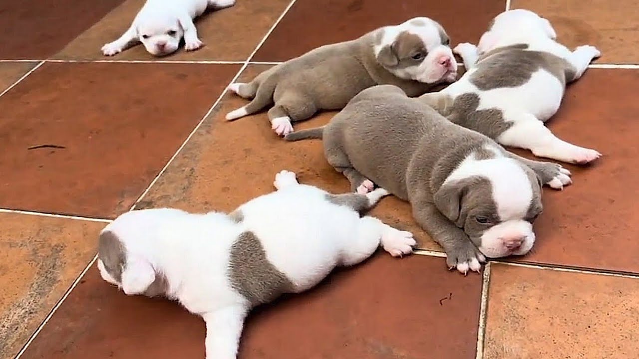 Take the 5 puppies out to the heat of the sun and the puppies will be ...