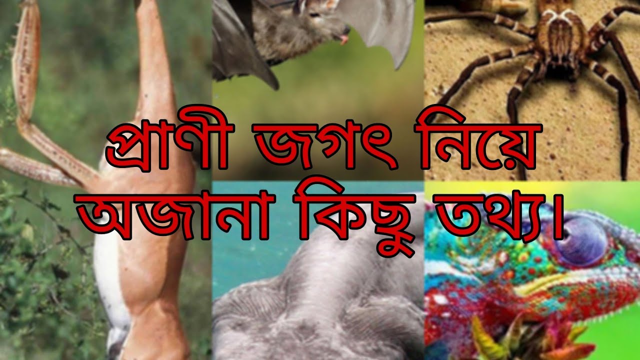 Some Unknown Facts About The Animal Kingdom some-unknown-facts-about-the-animal-kingdom