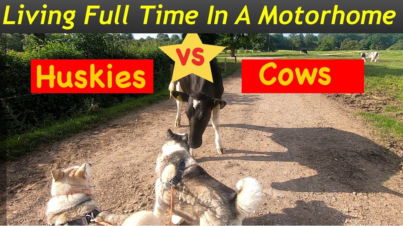 Huskies vs Cows - Living In A Motorhome - YouTube