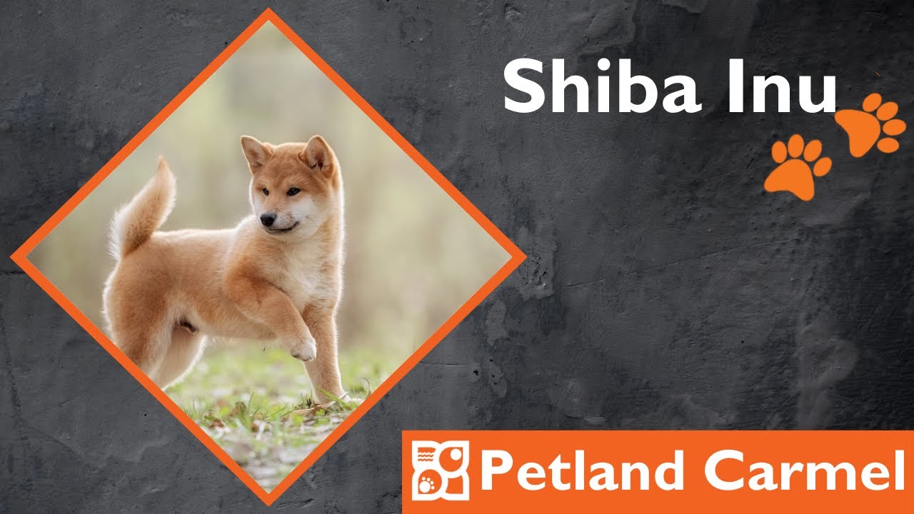 Tail Wagging Wonders: Shiba Inu Breed - YouTube