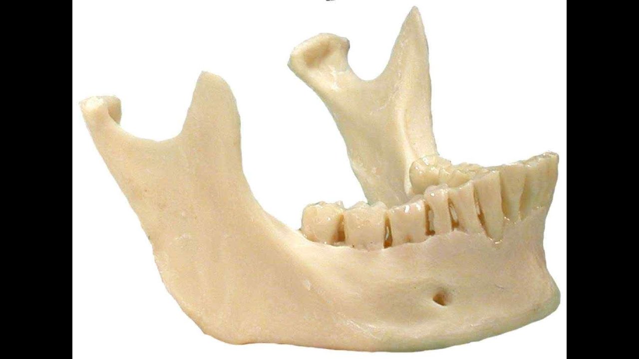 ANATOMY OF MANDIBLE | CLAW | MUSCLES AND NERVES| PIERCING - YouTube