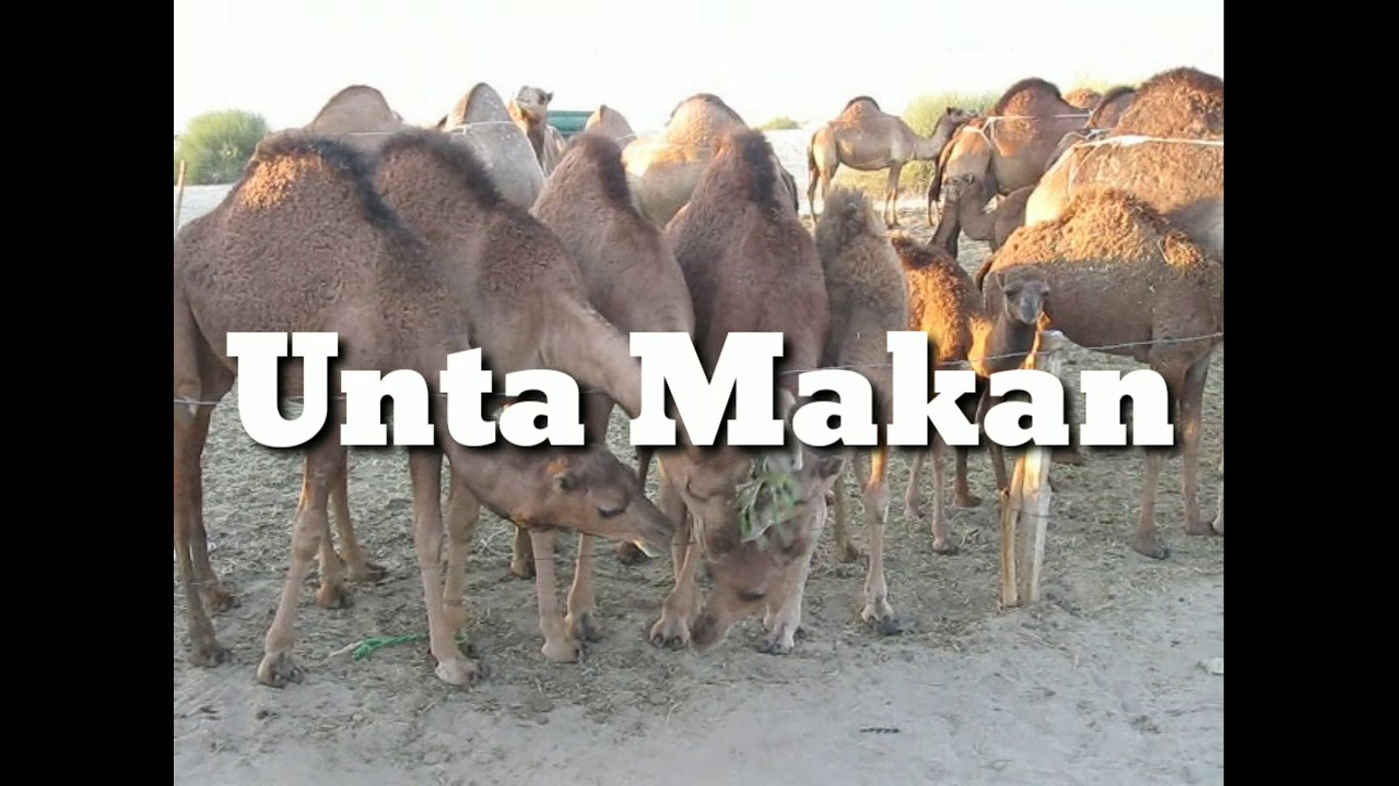 Uniknya Pemerasan Susu Unta, Unta Makan, Penyembelihan Qurban Unta Di ...