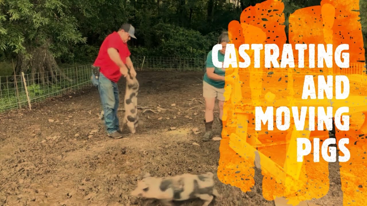 Castrating and Moving Pigs. - YouTube