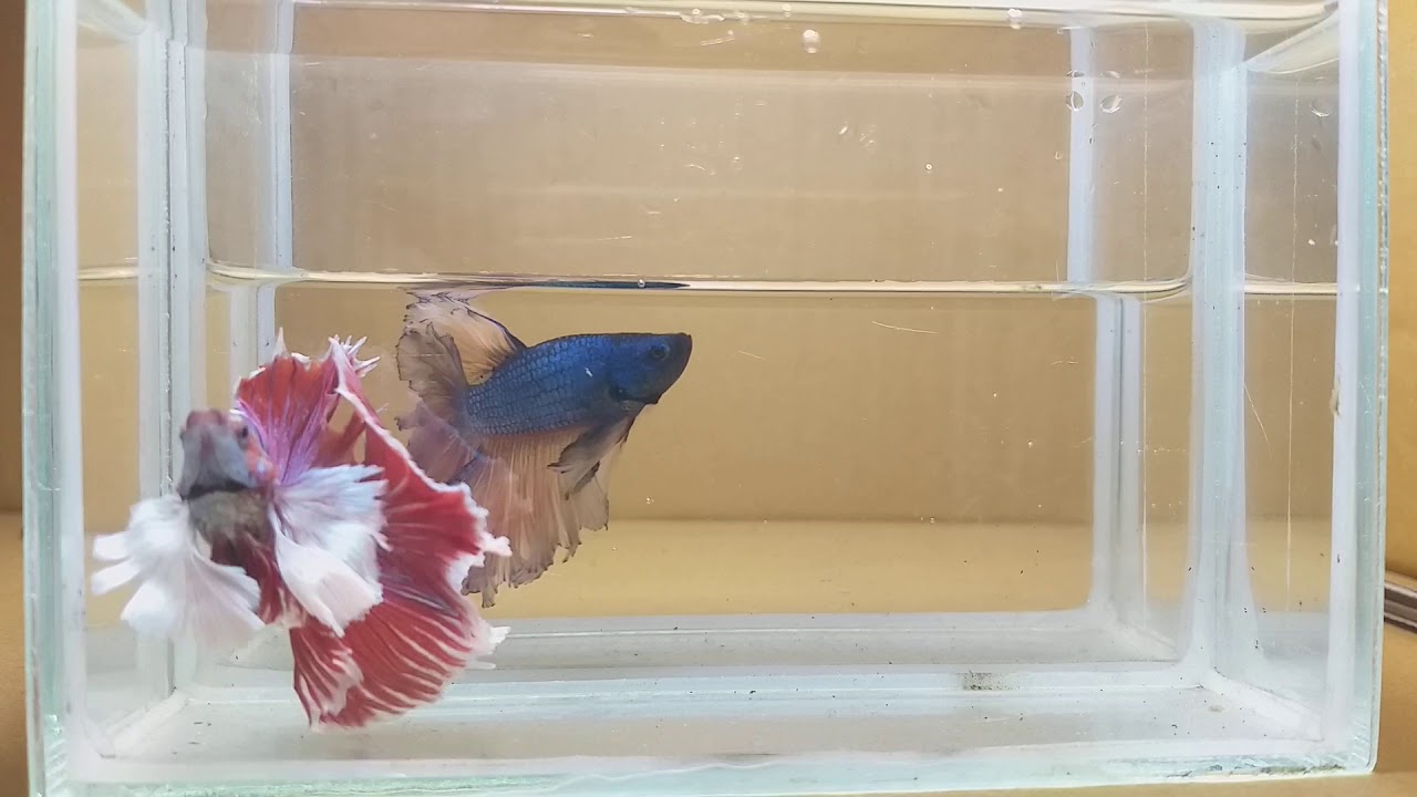 BETTA FISH DUMBO SALAMANDER HM MALE - YouTube
