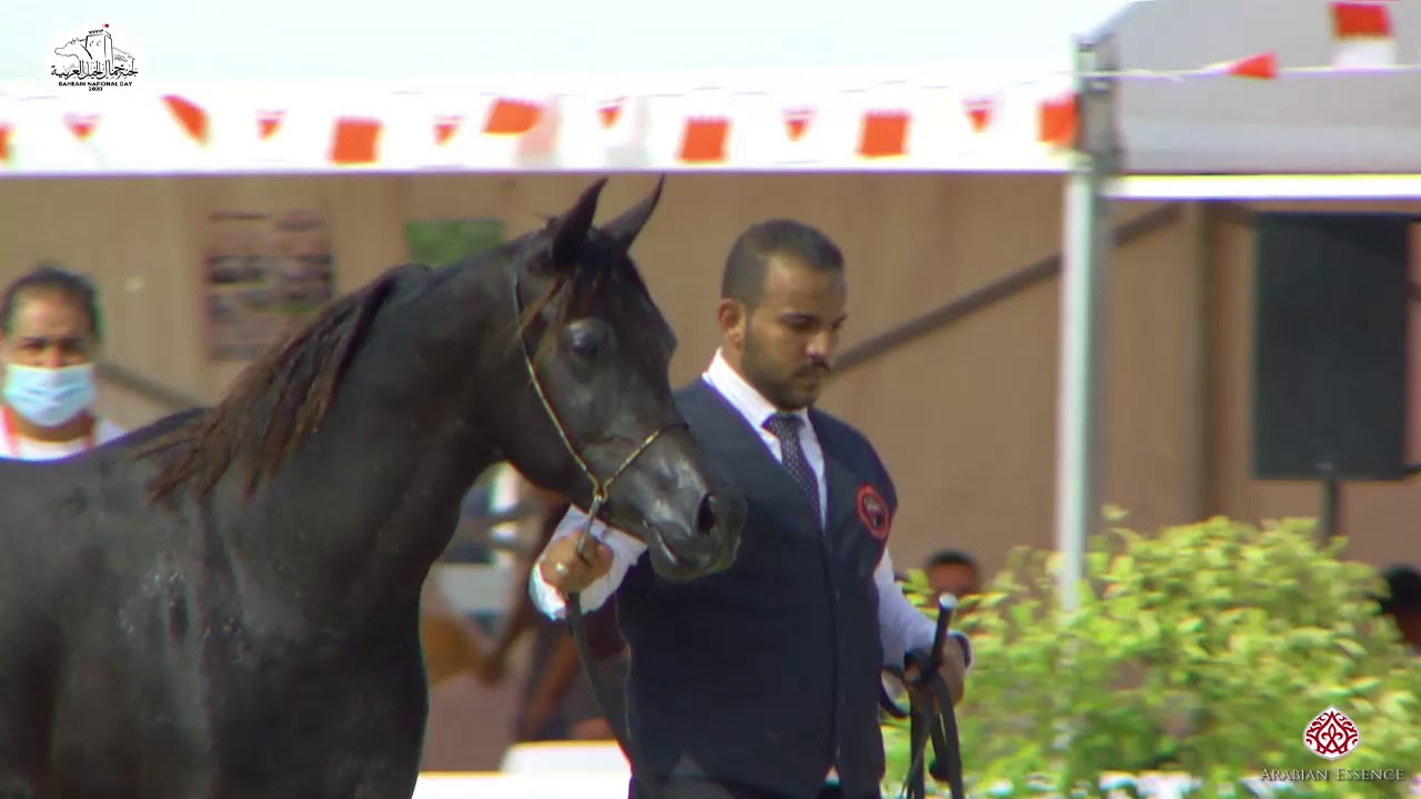 N 105 M BIN AVALON Bahrain National Day 2020 Colts 2 Years Old Class 7B ...