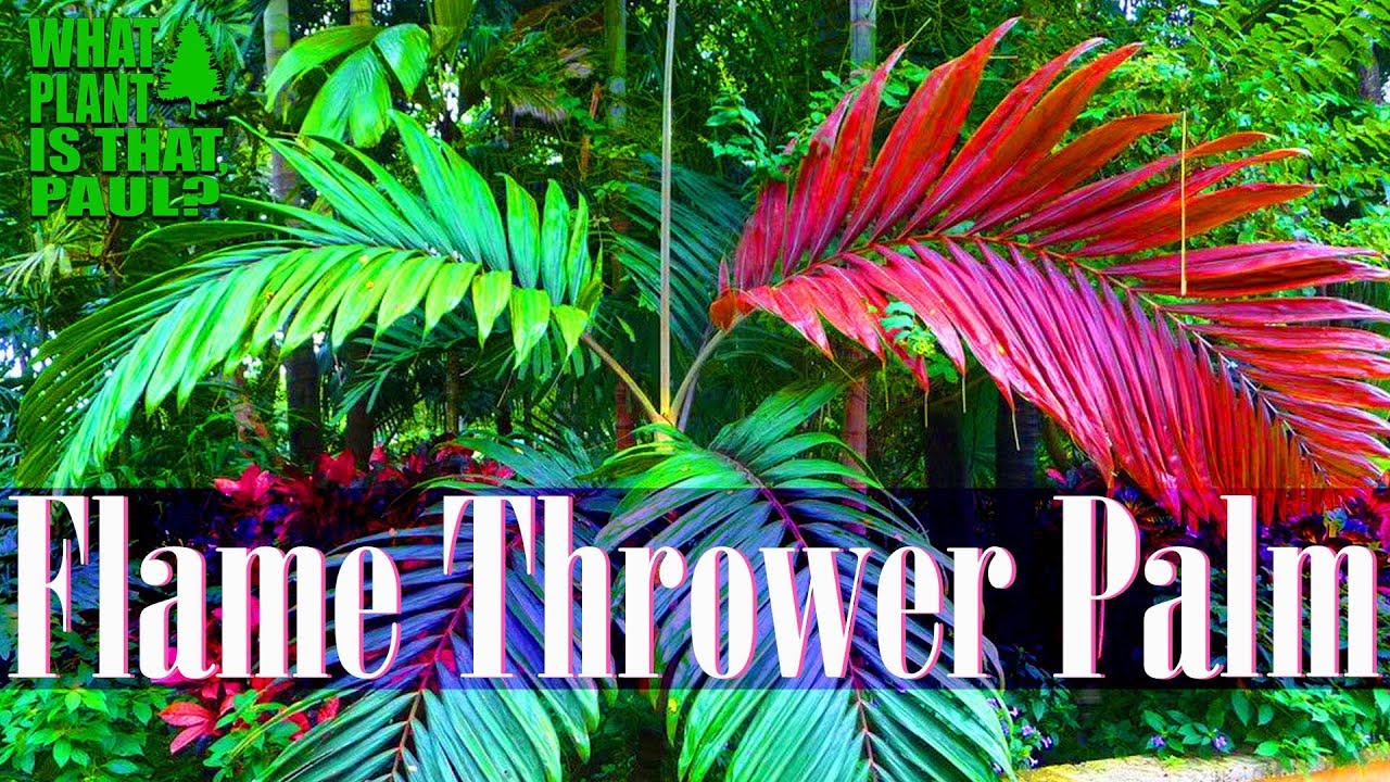 Flame Thrower Palm ( Chambeyronia macrocarpa ) - an exotic and rare ...