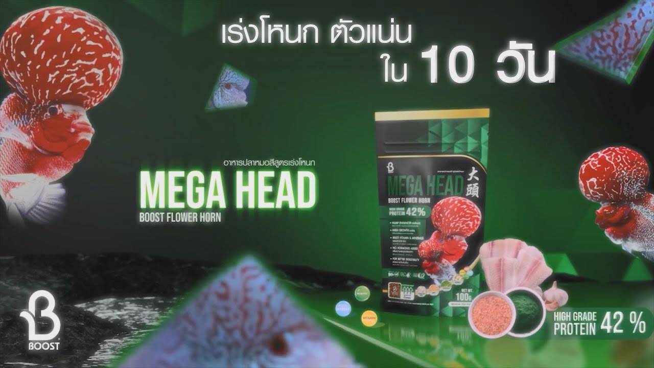 10 วันรู้เรื่อง NEW! BOOST FLOWER HORN MEGA HEAD : อาหารปลาหมอสีสูตร ...
