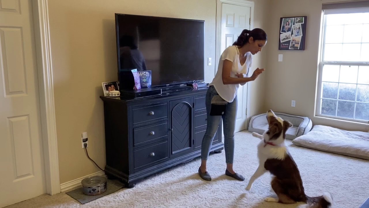 DOG TRICK TRAINING: Teach your dog to give you a hug! - YouTube