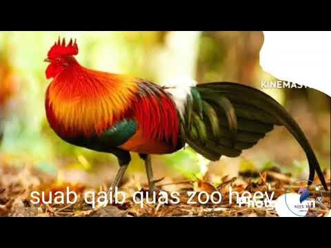 qaib qus quas heev lis cuab tuaj zoo tiag tiag - YouTube