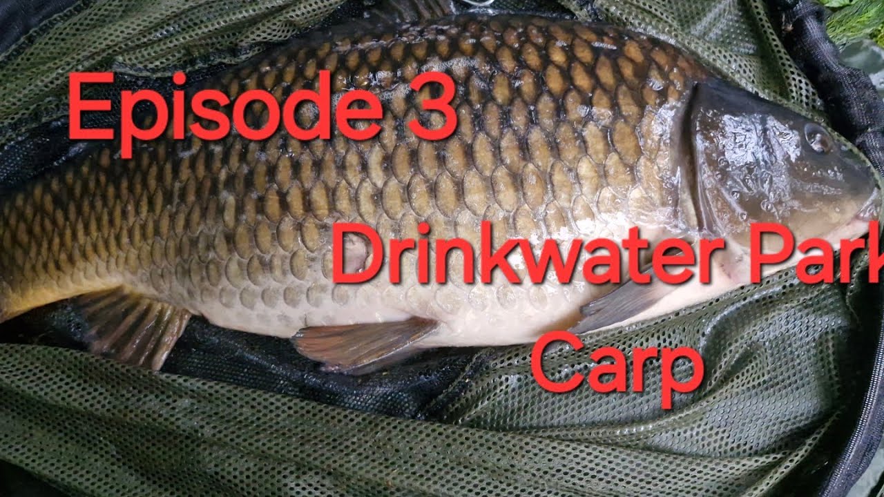 Episode 3 Drinkwater Park Lake Carp - YouTube