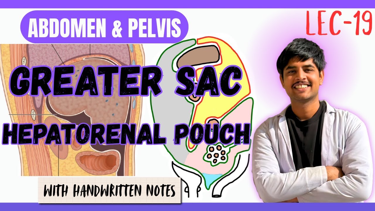 Greater Sac & Hepatorenal Pouch of Morrison Anatomy | Infracolic ...
