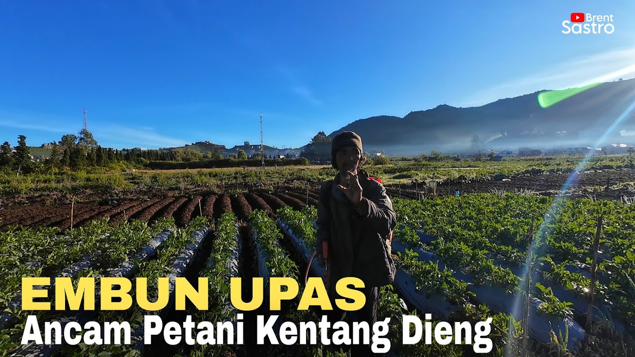 EMBUN UPAS, ANCAM PETANI KENTANG DIENG - YouTube