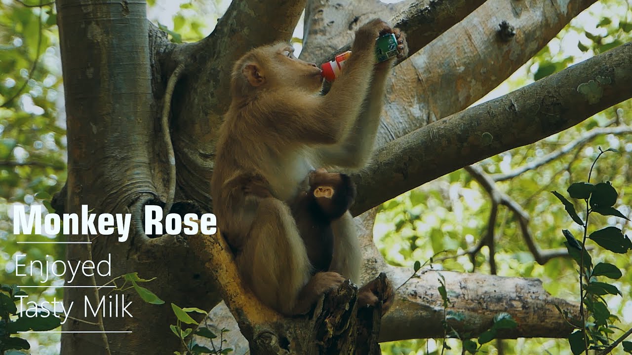 Baby Monkey Rose Enjoyed Drinking Milk, Rose Good Mum - YouTube