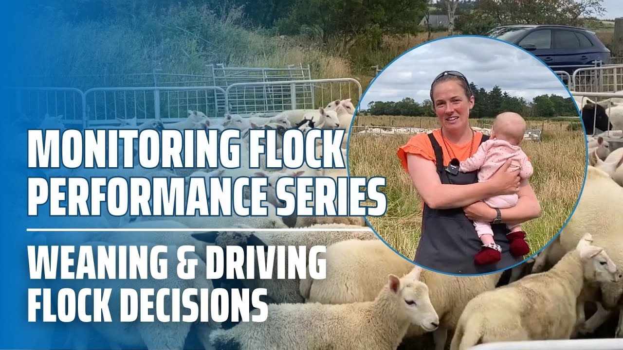 Monitoring Flock Performance Series - Michelle Bruce: Weaning & Driving Flock Decisions - YouTube