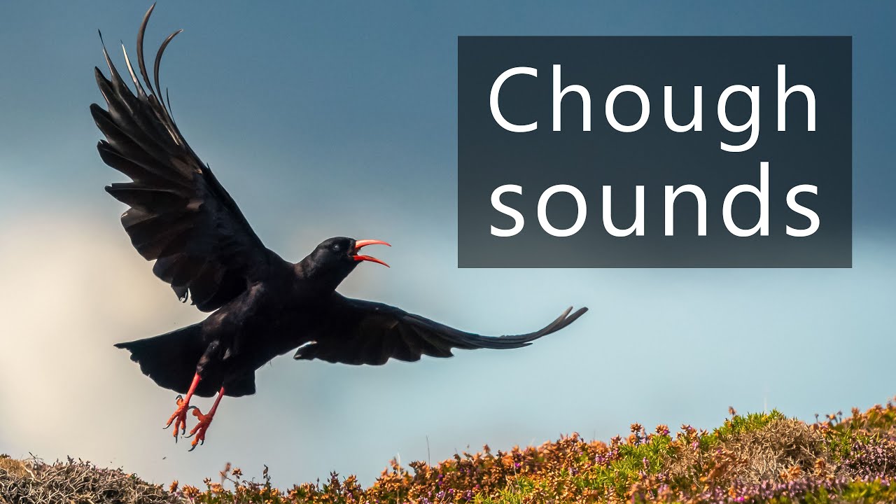 The sounds of Red billed choughs - YouTube