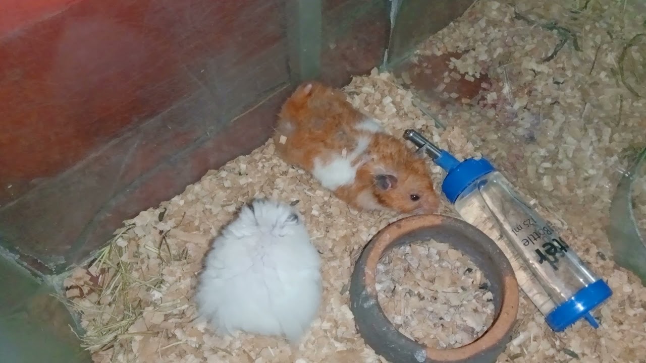 Rex Hamster + Syrian Hamster - YouTube