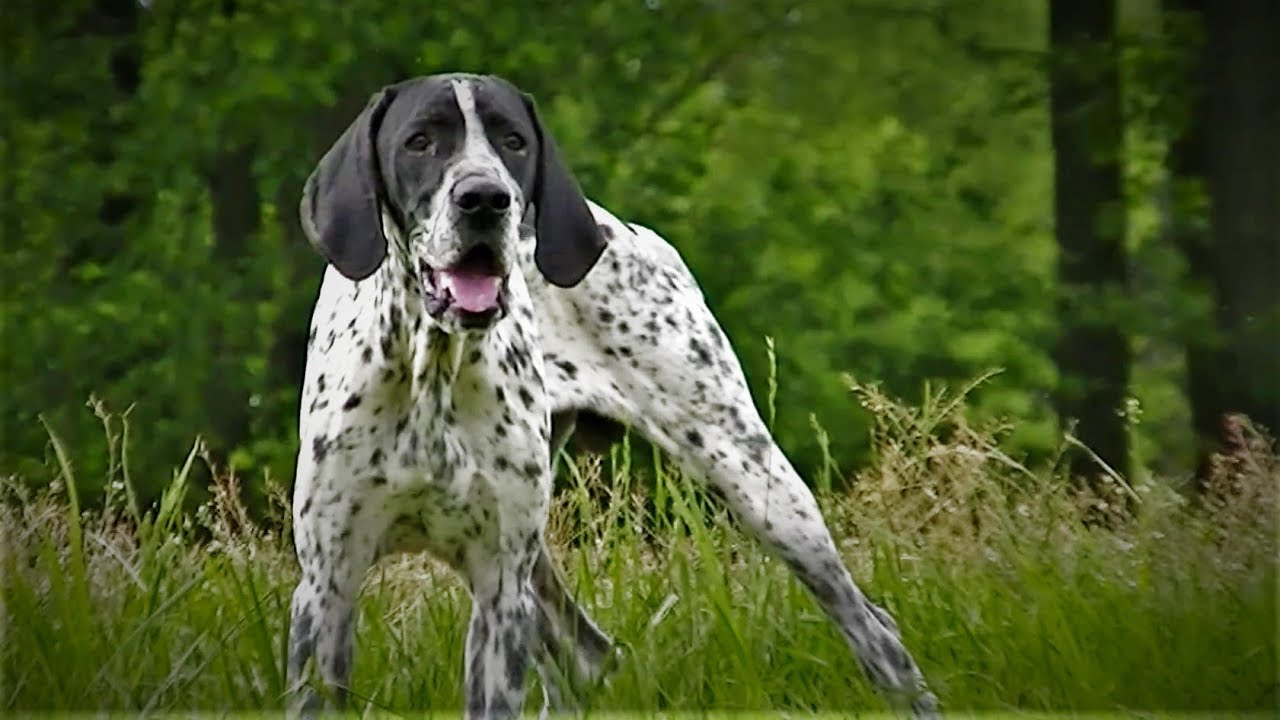 Wyżeł z Owernii - Braque d'Auvergne - YouTube