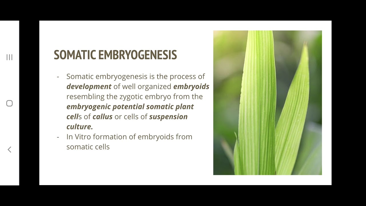Somatic Embryogenesis - YouTube