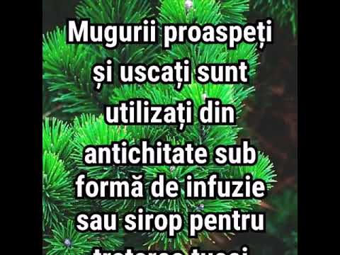 CEAI DE MUGURI DE BRAD