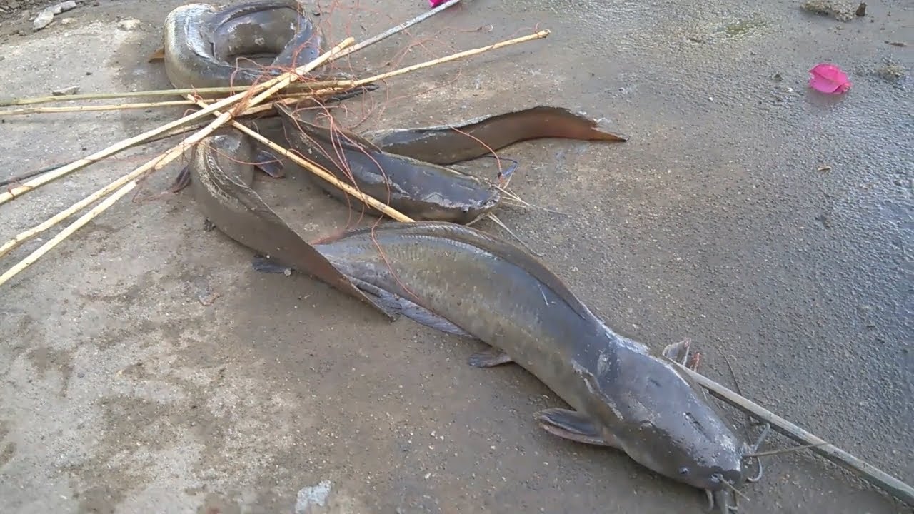 Taut MINI Ikan MANY (KEDAH MALAYSIA) - YouTube