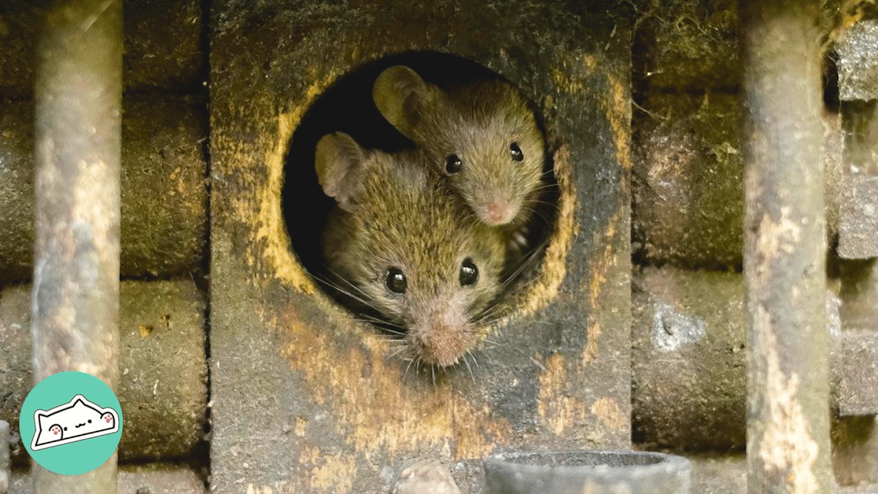 Man Builds A House For Tiny Garden Mice. They Bring Their Babies Over ...