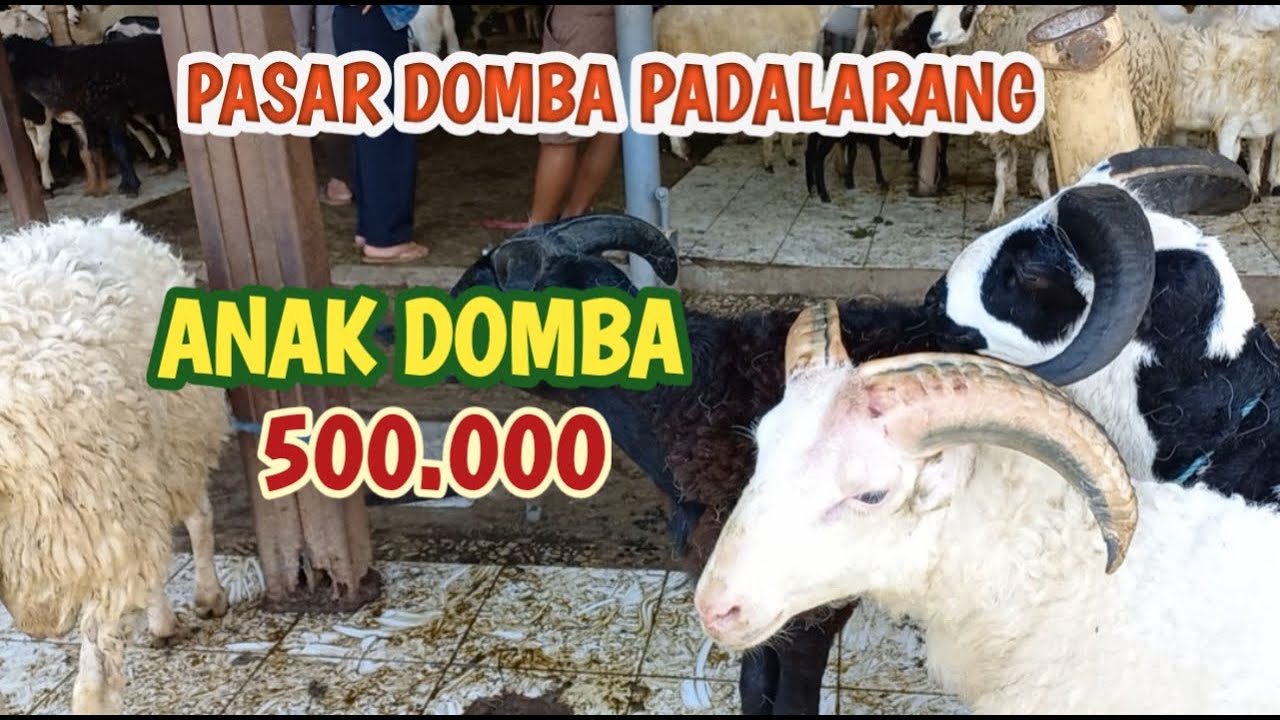 Harga Domba Garut, Harga Domba sayur dan Harga Kambing di Pasar Domba ...