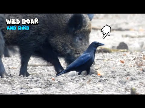 Wild Boar and Bird as Friends - YouTube