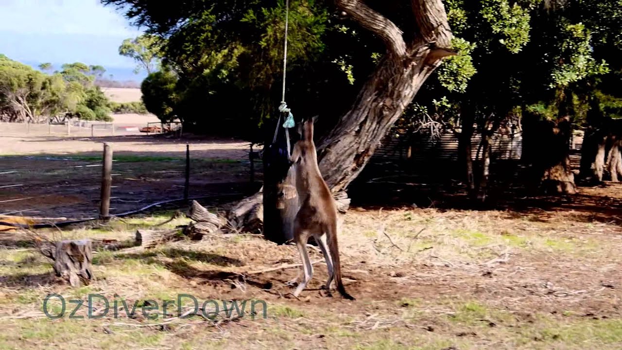 Skipp the Kick-Boxing Kanga - YouTube