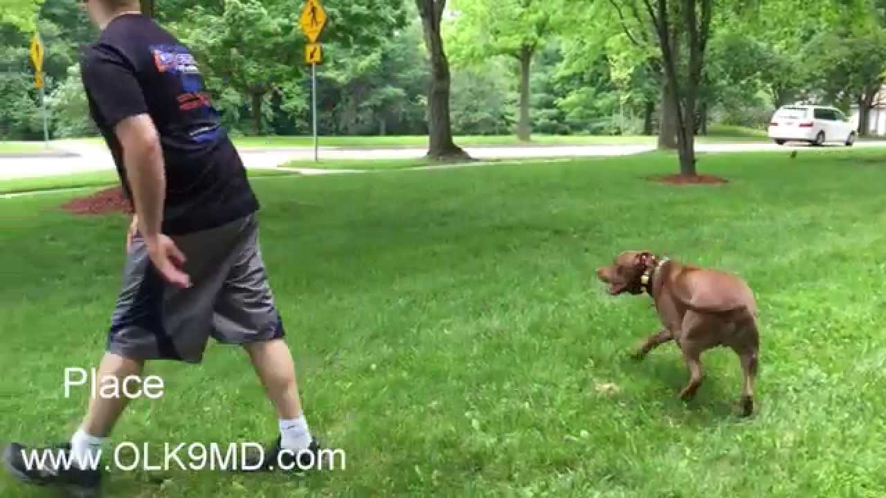 High Prey Drive Pit Bull; learns obedience with Off Leash K9 Training ...