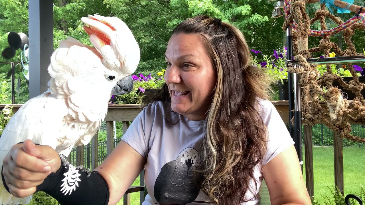 #265 INSTALLING A MISTER SYSTEM IN MY OUTDOOR AVIARY - YouTube