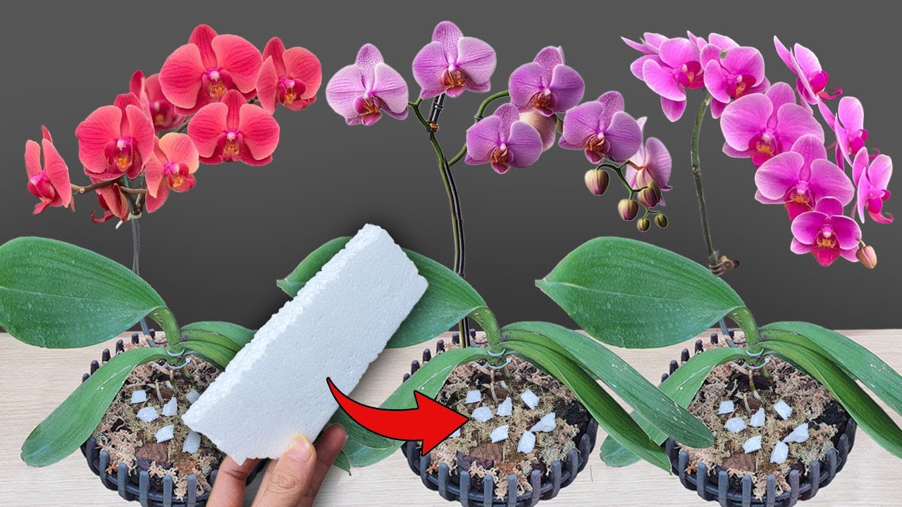 I grow orchids using this new method, Orchids Grows Very Fast And Blooms all year around - YouTube
