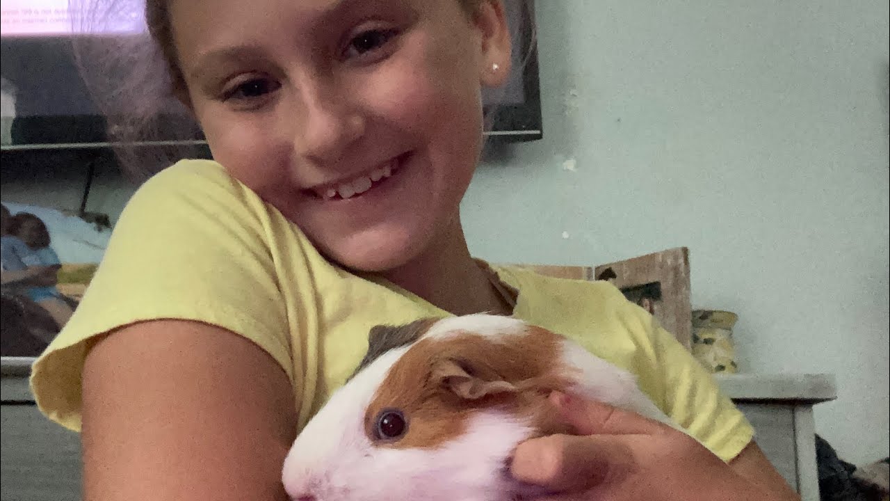 Meet my new Guinea pig Name.Ginnie! check the check the description ...