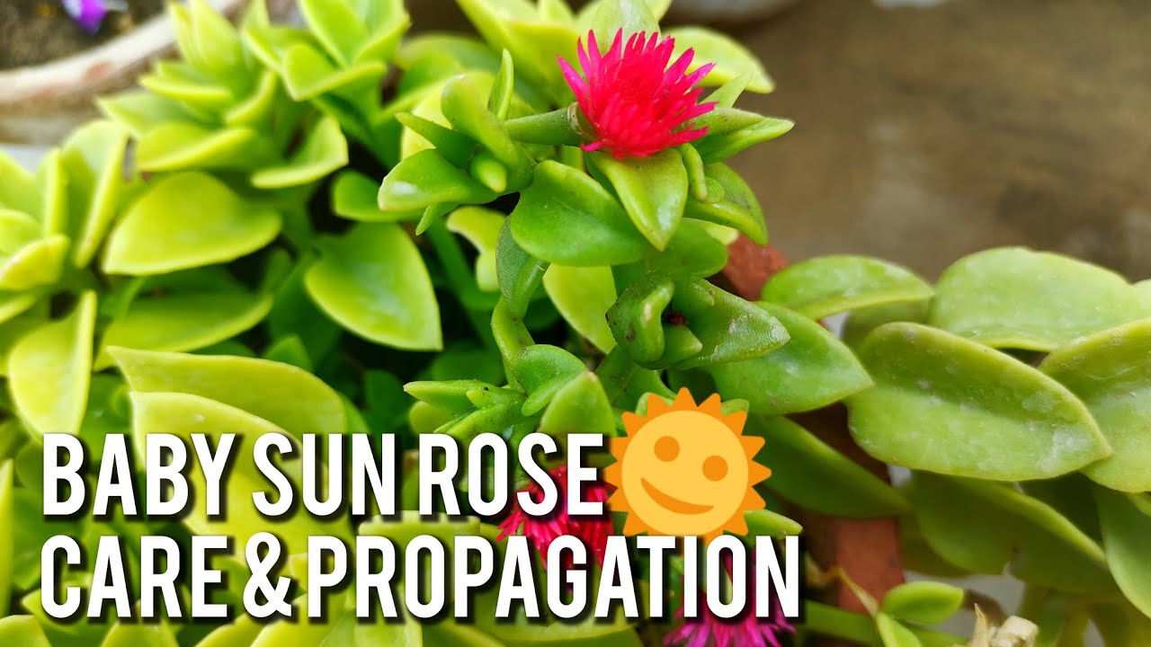 Baby Sun Rose Summer Hardy Plant Care | Baby Sunrose Care - YouTube