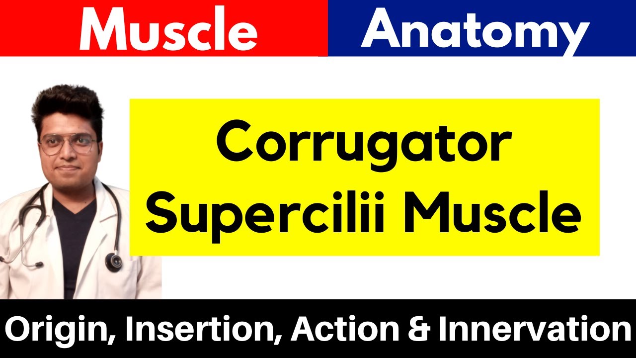Corrugator Supercilii Muscle | Origin, Insertion, Action & Innervation ...