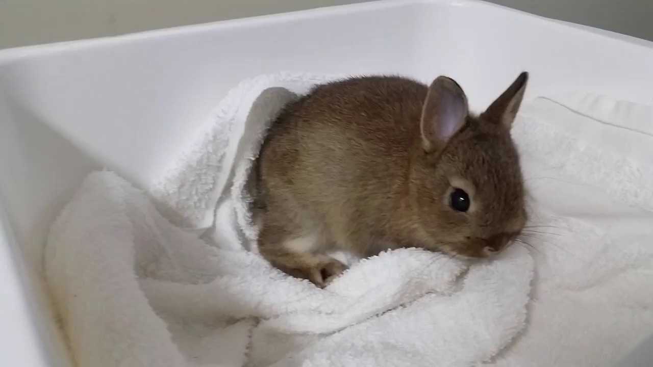 Chestnut Netherland Dwarf - YouTube