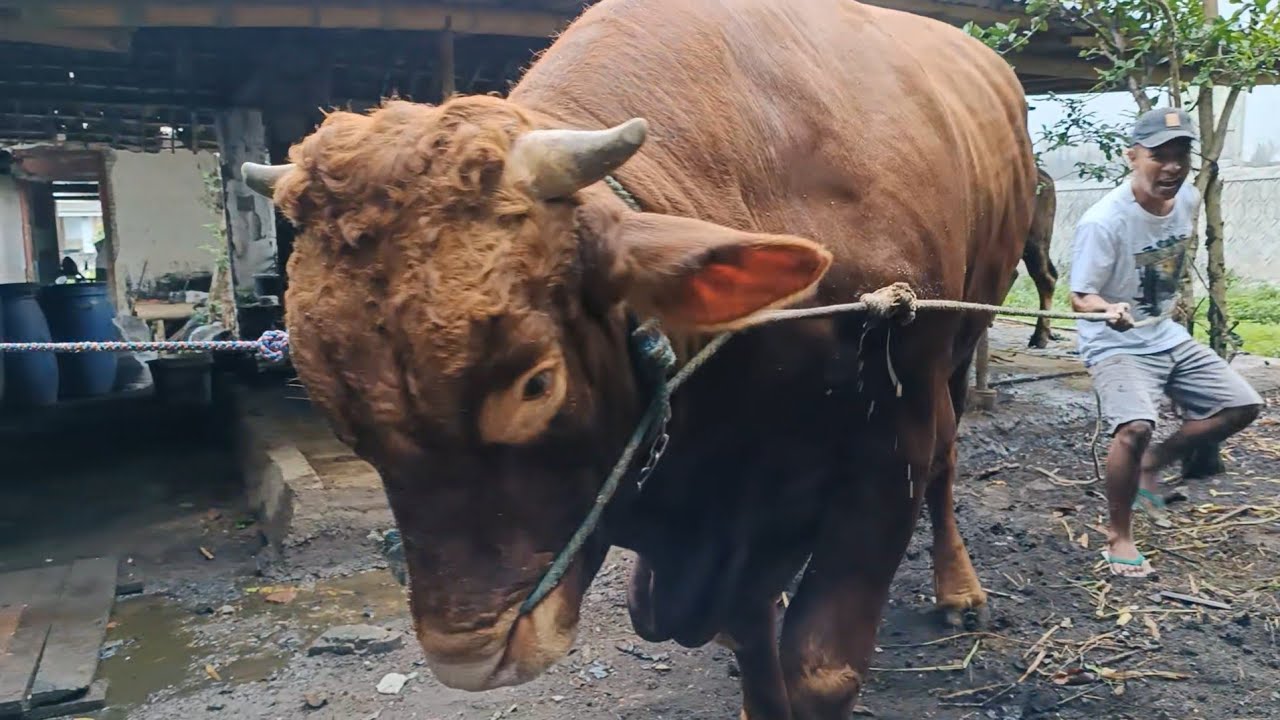 NGERI.... SAPI JUMBO KELUAR KANDANG REOT‼️ - YouTube