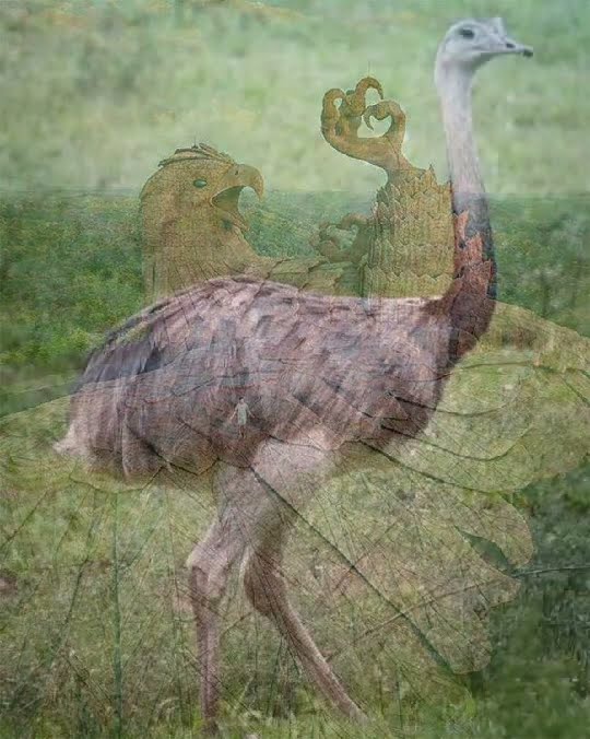 World Largest Bird Youtube
