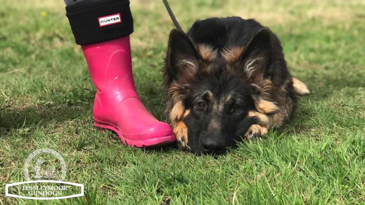 German Shepherd puppy training - YouTube