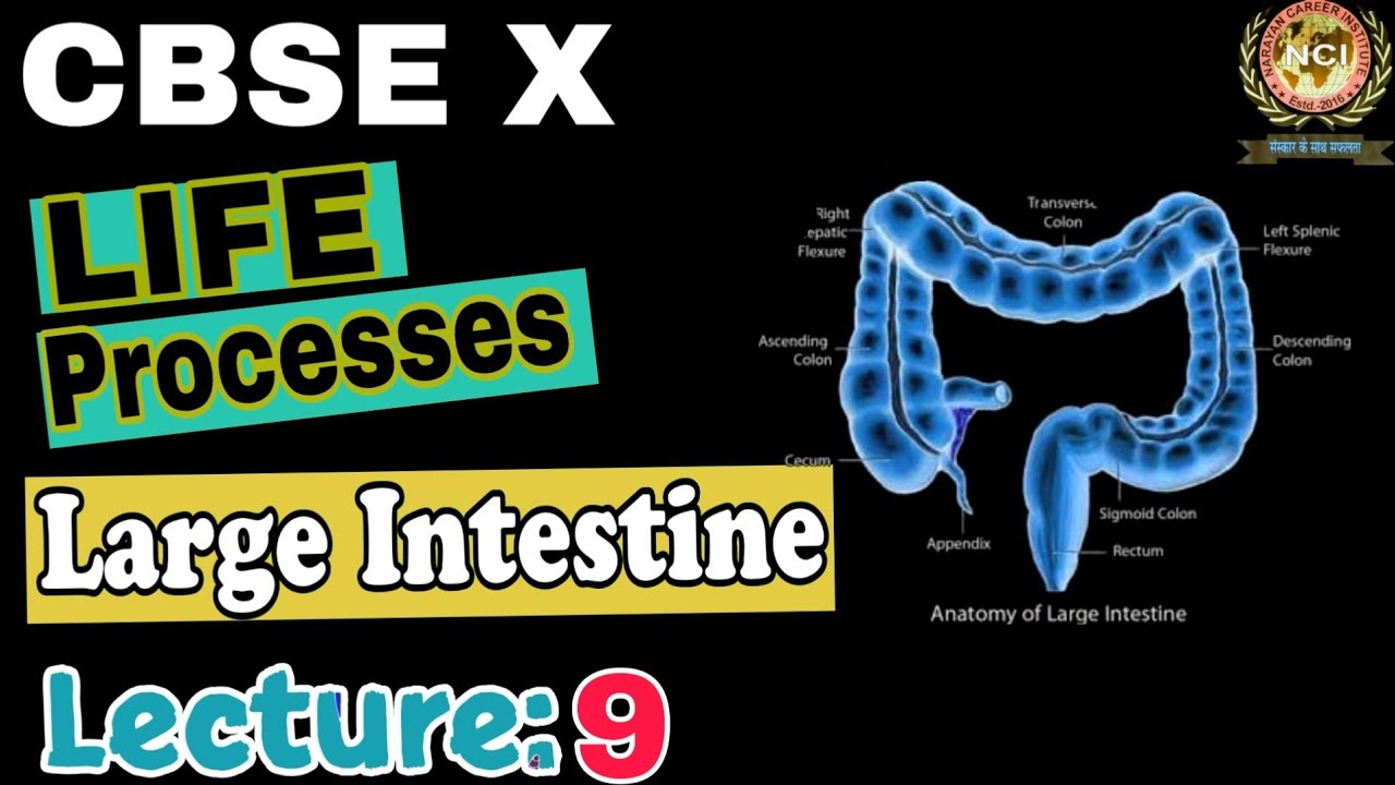 Life processes | CBSE | Class-10 Biology | Large Intestine | Lecture 9 ...
