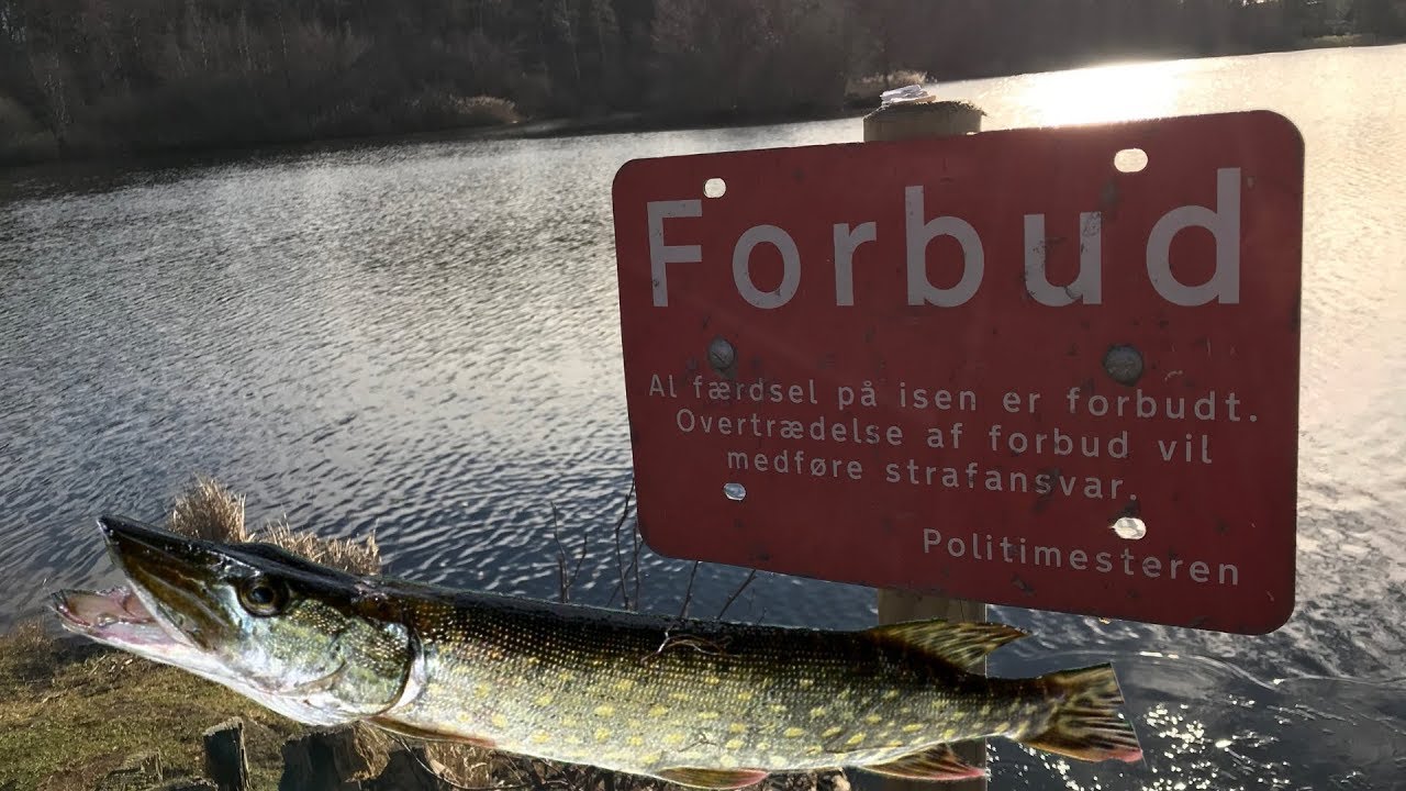 Tips og tricks til gedde fiskeri om vinteren//tips on pike fishing in ...